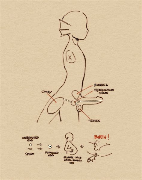 Rule 34 Anal Birth Anatomy Animal Humanoid Anus Balls Biped Comic Duo