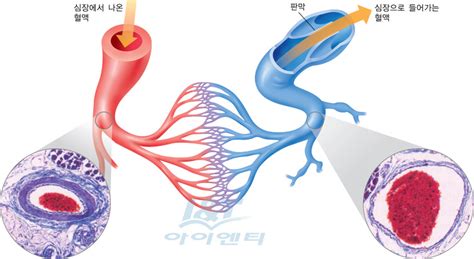 심장 구조와 폐순환 체순환 혈액순환 동맥 정맥 네이버 블로그