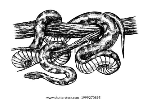 Pythonidae Python Boinae Boas Boids Nonvenomous Stock Vector Royalty Free