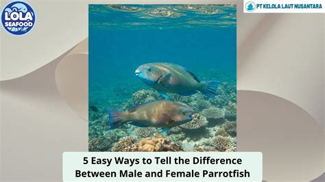 5 Easy Ways To Tell The Difference Between Male And Female Parrotfish