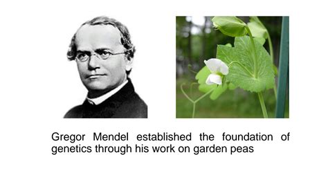 Solution Genetics Gene Segregation And Interaction Chi Square Test