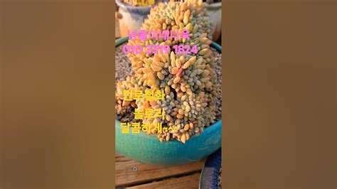 먼로철화 달콤하게 익어갑니다~ Youtube