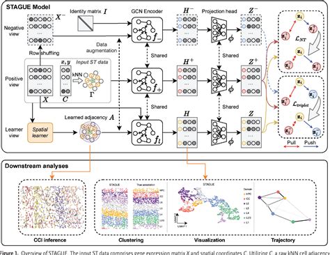 Figure 1 From Spatially Informed Graph Structure Learning Extracts