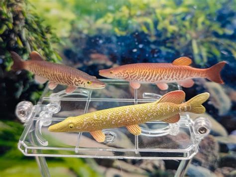 Fish Animal Toy Blog