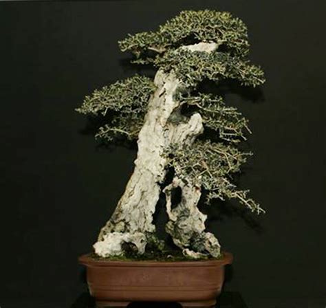 Wild Trees Massive Trunks Bonsai Bark