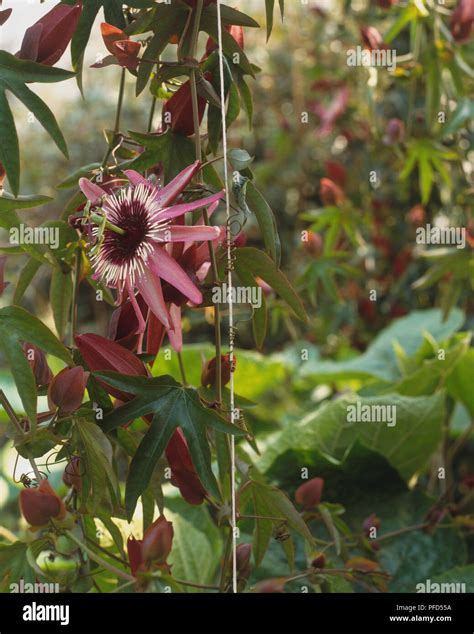 Passiflora Granadilla Or Passion Flower Flowering Plant Attaching