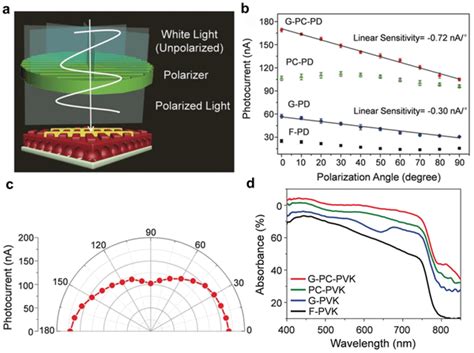 A Schematic Illustration Of Polarization‐sensitive Photodetection Of