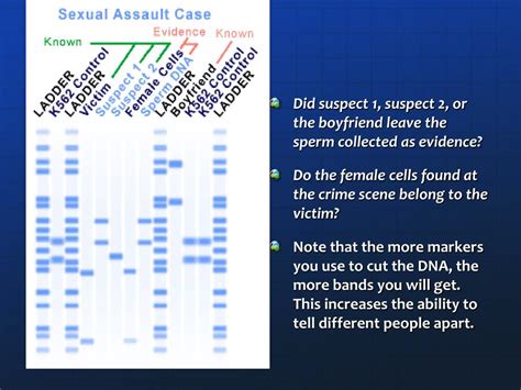 PPT DNA Profiling PowerPoint Presentation Free Download ID