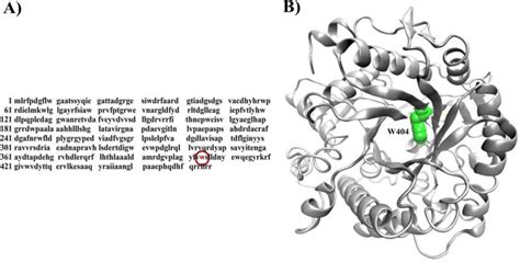 Development Of A β Glucosidase Improved For Glucose Retroinhibition For