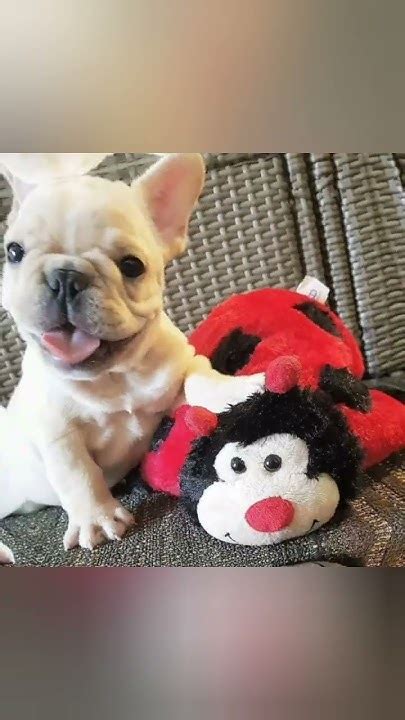 Video Memes прикол мем милые щенята франц буль дога Youtube