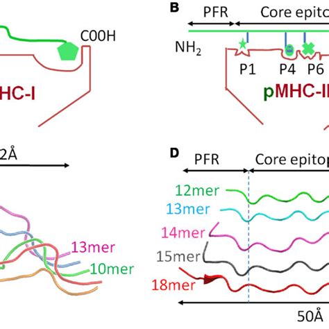 Comparison Of Peptide Conformations Presented By Mhc I And Mhc Ii