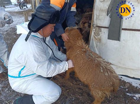 Бог малын мялзан өвчний идэвхгүй тандалт хийлээ Dnn Mn