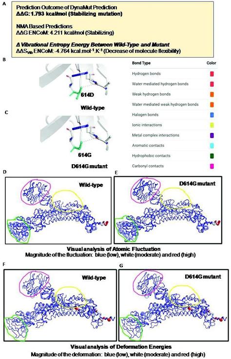 dynamut prediction of effect of d614g mutation on spike protein a