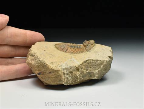 Trilobit Scutellum Pustulatum Minerals Fossils Cz