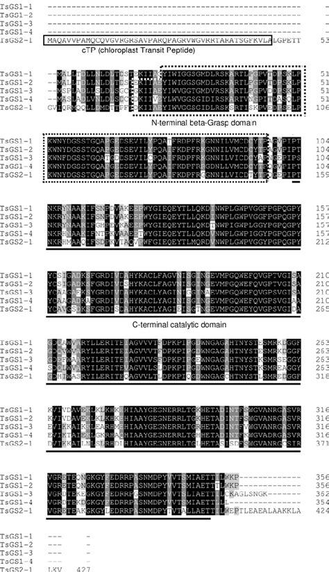Clustalx Multiple Alignment Of Triticale Glutamine Synthetase Amino