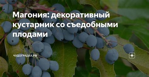 Магония декоративный кустарник со съедобными плодами Чудогрядка рф Дзен