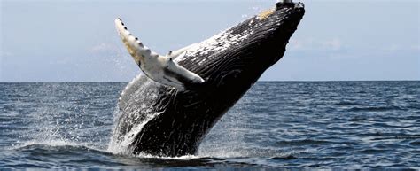 Moby Project What Docker S Whale In The Room Is Really All About