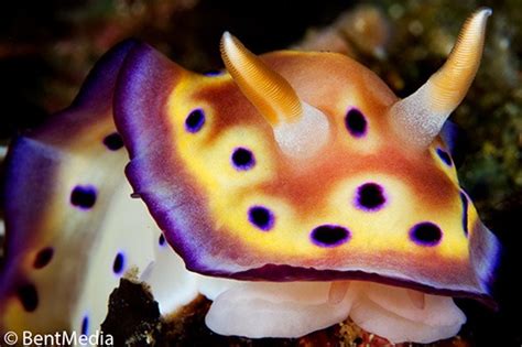 Sexual Selection Example