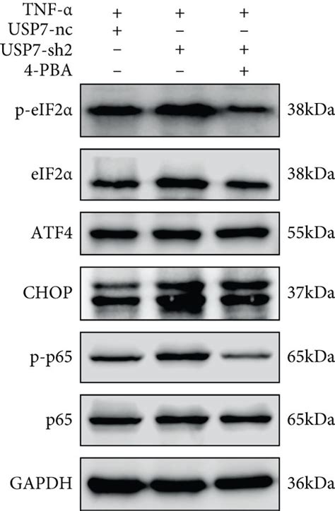Ers Signaling Inhibitor 4 Pba Reverses Chondrocyte Proliferation