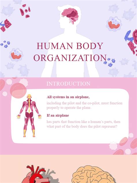 Human Body Organization 21 Pdf Human Body Tissue Biology