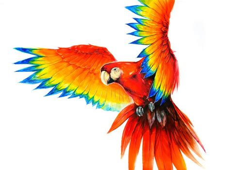 앵무새 기초디자인 새 앵무새 그림