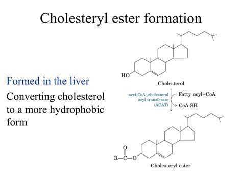 Biosynthesis Of Cholesterol Sir Khalid Biochem Ppt