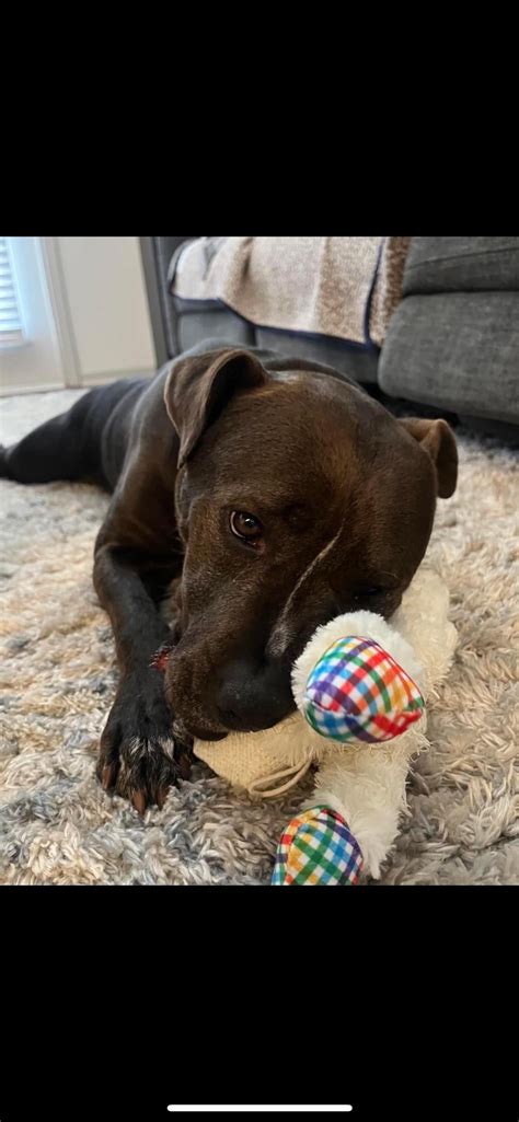 Georgia Shorty Has Until Monday To Find Somewhere To Go 💔 Current Foster Is Moving And Cannot