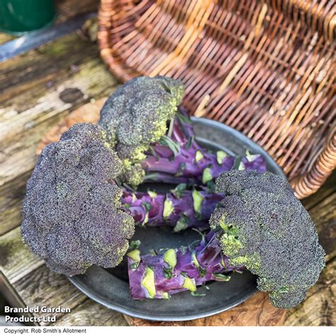 Broccoli Purple Magic F1 Seeds
