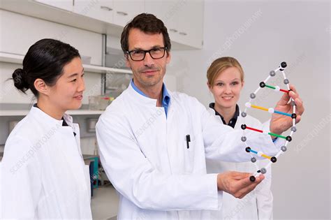 Scientists With Dna Molecular Model Stock Image F009 1330 Science Photo Library