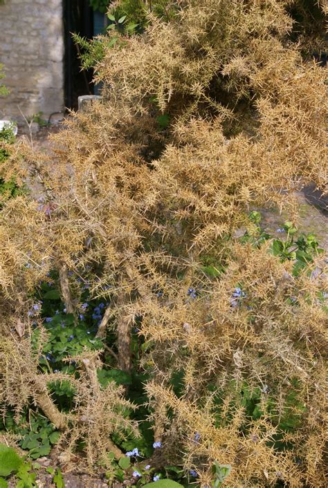 Ulex Europaeus Trees And Shrubs Online