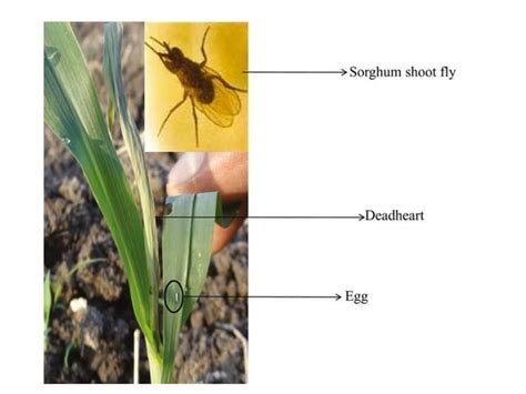 Insect Pests Of Maizepptx Their Management Pptx