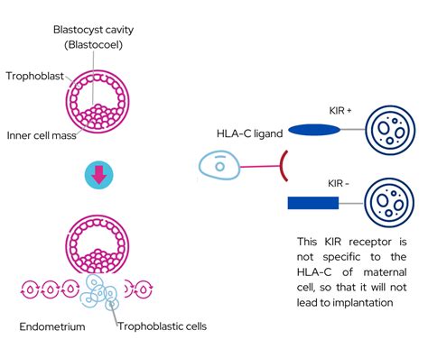 Immunocompatibility Kit Kir Hla C Pdg Seq
