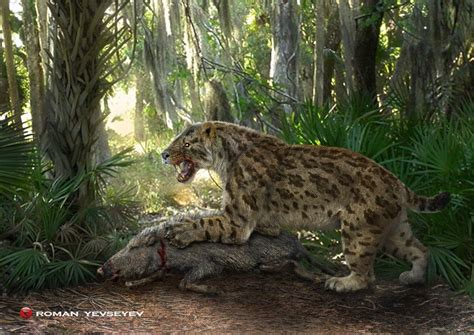 Flat Headed Peccary Platygonus Compressus R Pleistocene