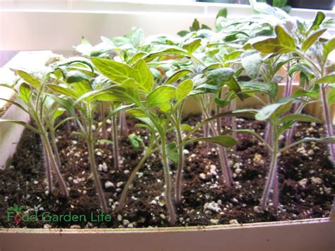 Growing Tomato Plants From Seed How To Grow Tomatoes From Seed