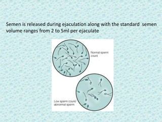 Semen Volume Pills PPT