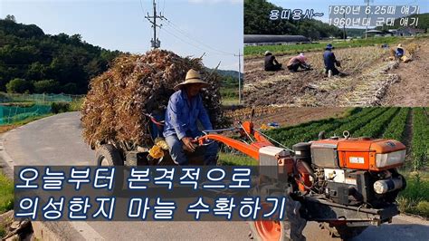 6월6일 오늘부터 본격적으로 의성한지 마늘수확 마늘흙떨기 마늘끈으로 묶기 경운기에 실어 창고 그늘로 옮기기 작업자 용띠용사~ 종대형 형수종필형 지니 성~ Youtube