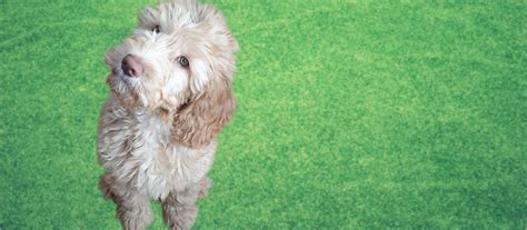 Burnbrae Australian Labradoodles Home