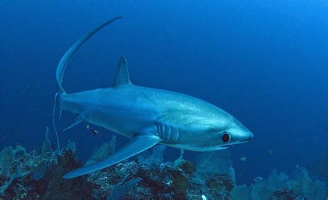 18 Interesting Facts About Thresher Sharks