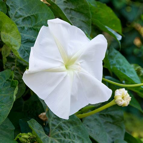 Moonflower Seeds Flower Seeds In Packets And Bulk Eden Brothers