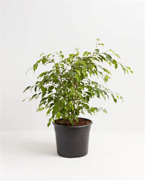 Ficus Benjamina Weeping Fig Indoor Plants Lively Root