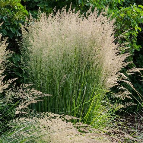 Tall Potted Grass Miscanthus Sinensis Zebrinus Zebra Grass Large Plant