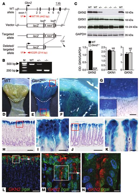 Targeted Deletion Of The Mouse Gkn2 Locus A Strategy Used To Target
