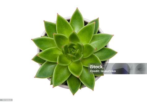 즙이 많은 Echeveria Agavoides 흰색 배경에 고립 공장 냄비 다육 식물에 대한 스톡 사진 및 기타 이미지 다육 식물 식물 화분 원예용품 Istock