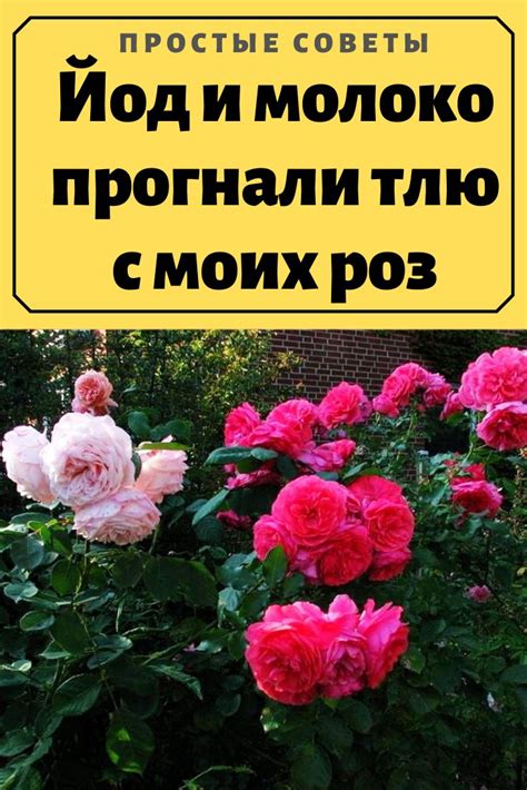 цветы Розы Сад Цветы во дворе