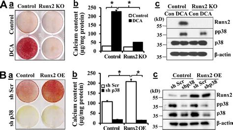 Dca Induced P38 Mapk Activation Promotes Vsmc Calcification Via Runx2