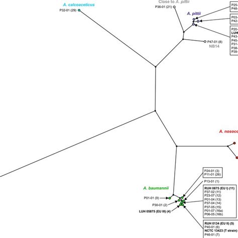 Dendrogram Based On Upgma And Pearson Correlation Coefficient