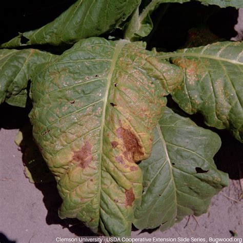 Tobacco Mosaic Virus 5 Viruses Exotic Plant Diseases