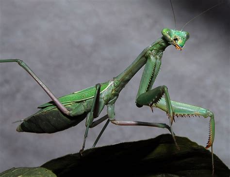 100 Praying Mantis Wallpapers