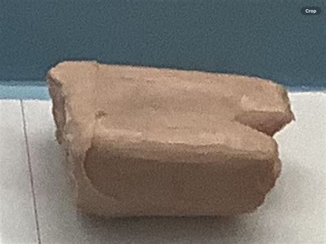 Fossil ID Flashcards Quizlet Fossil ID Flashcards Quizlet