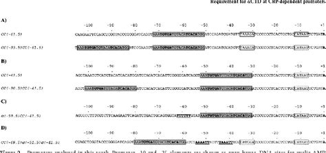 Figure 2 From Requirement For Two Copies Of Rna Polymerase Alpha